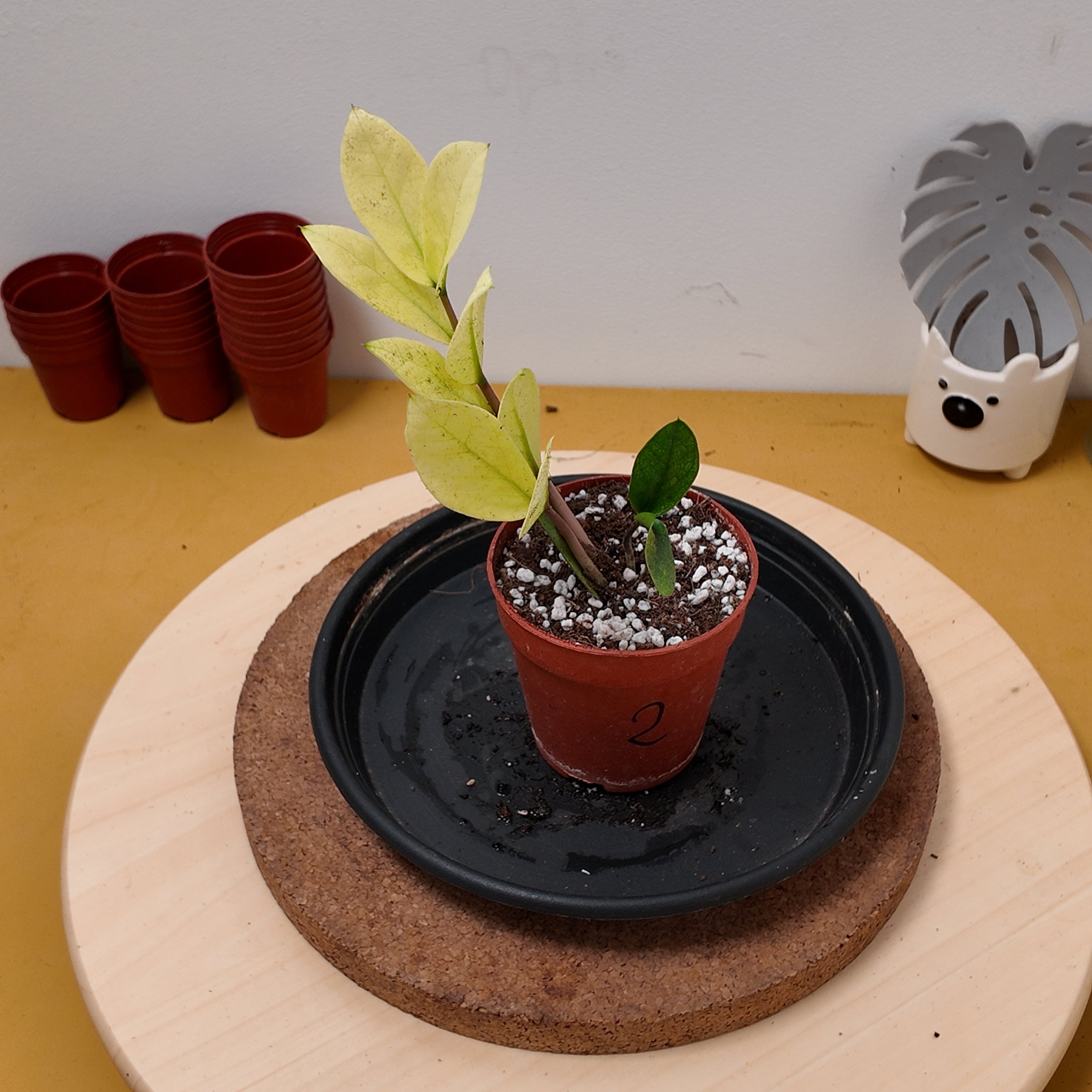 Addictoplantes.fr